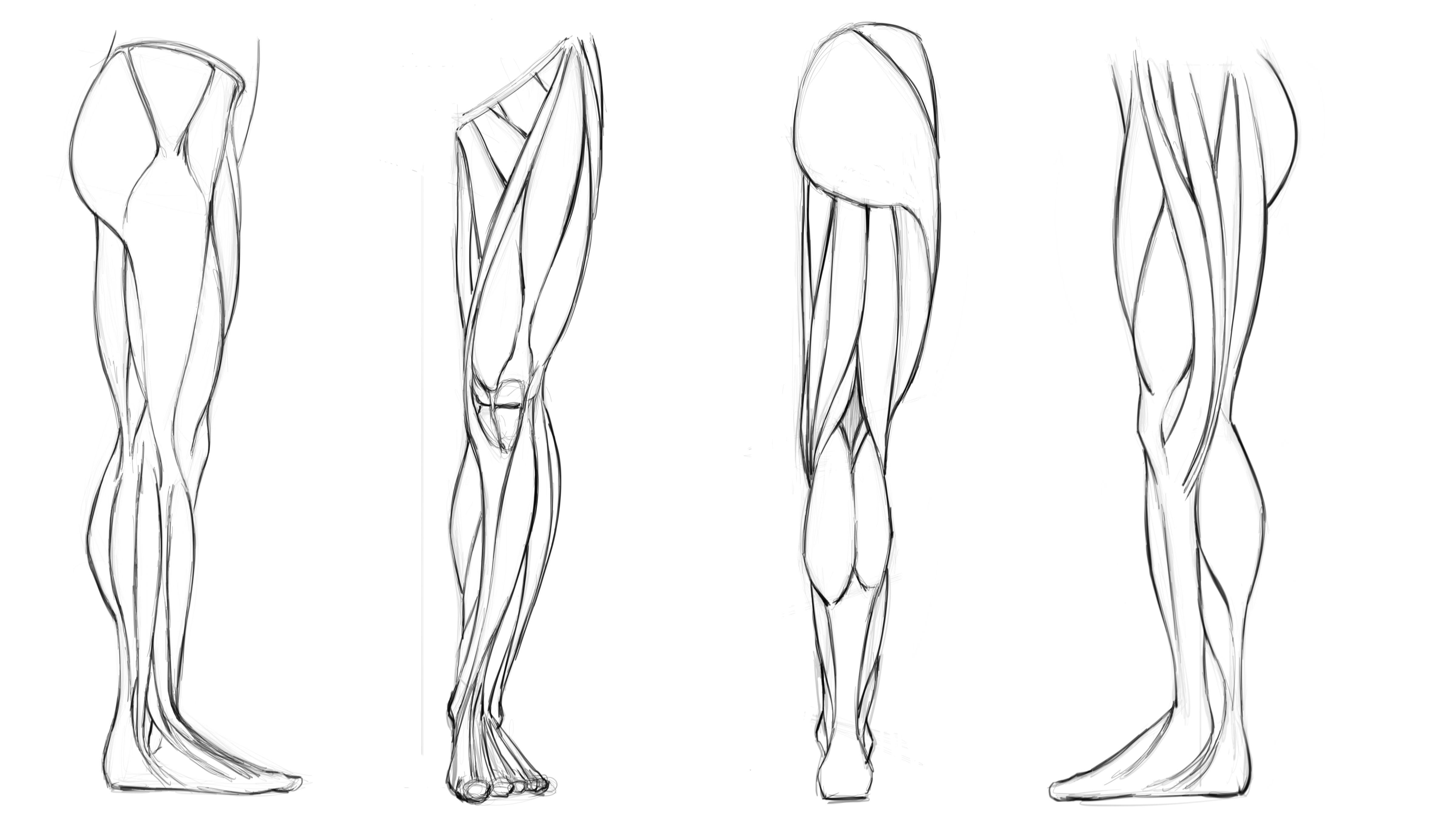 Dynamic Anatomy For Artists Muscles Of The Leg Robert Marzullo 