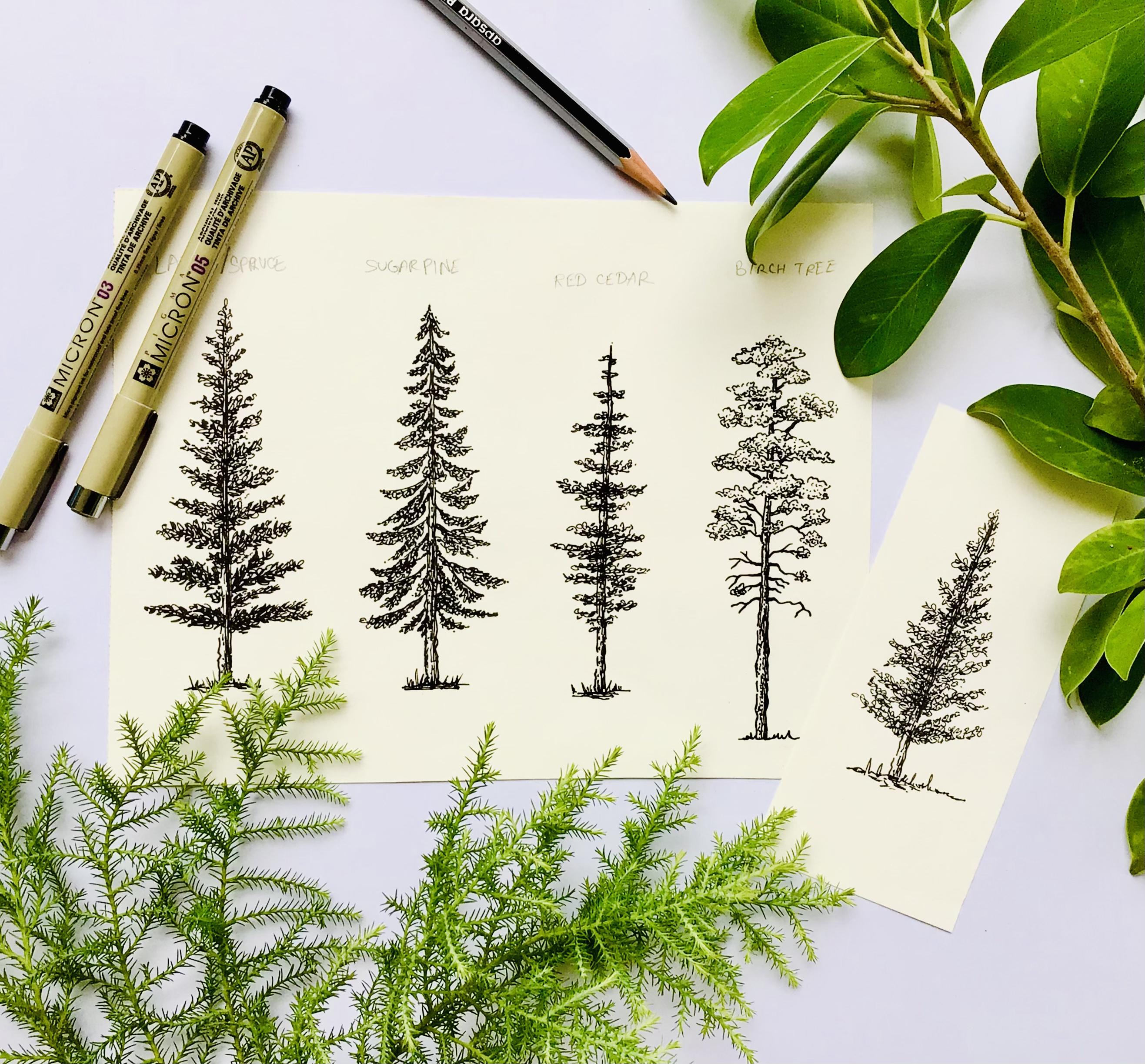 Let's Sketch Trees- Pine Trees | Birch Tree | Shrubs | Bushes - Floral ...