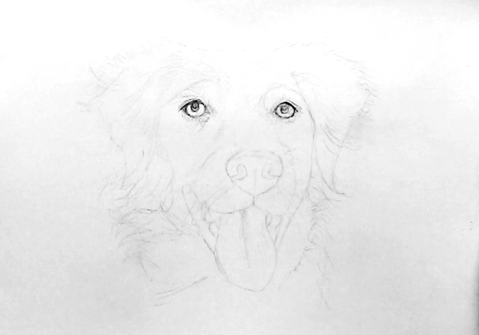Realistic Dog Drawings