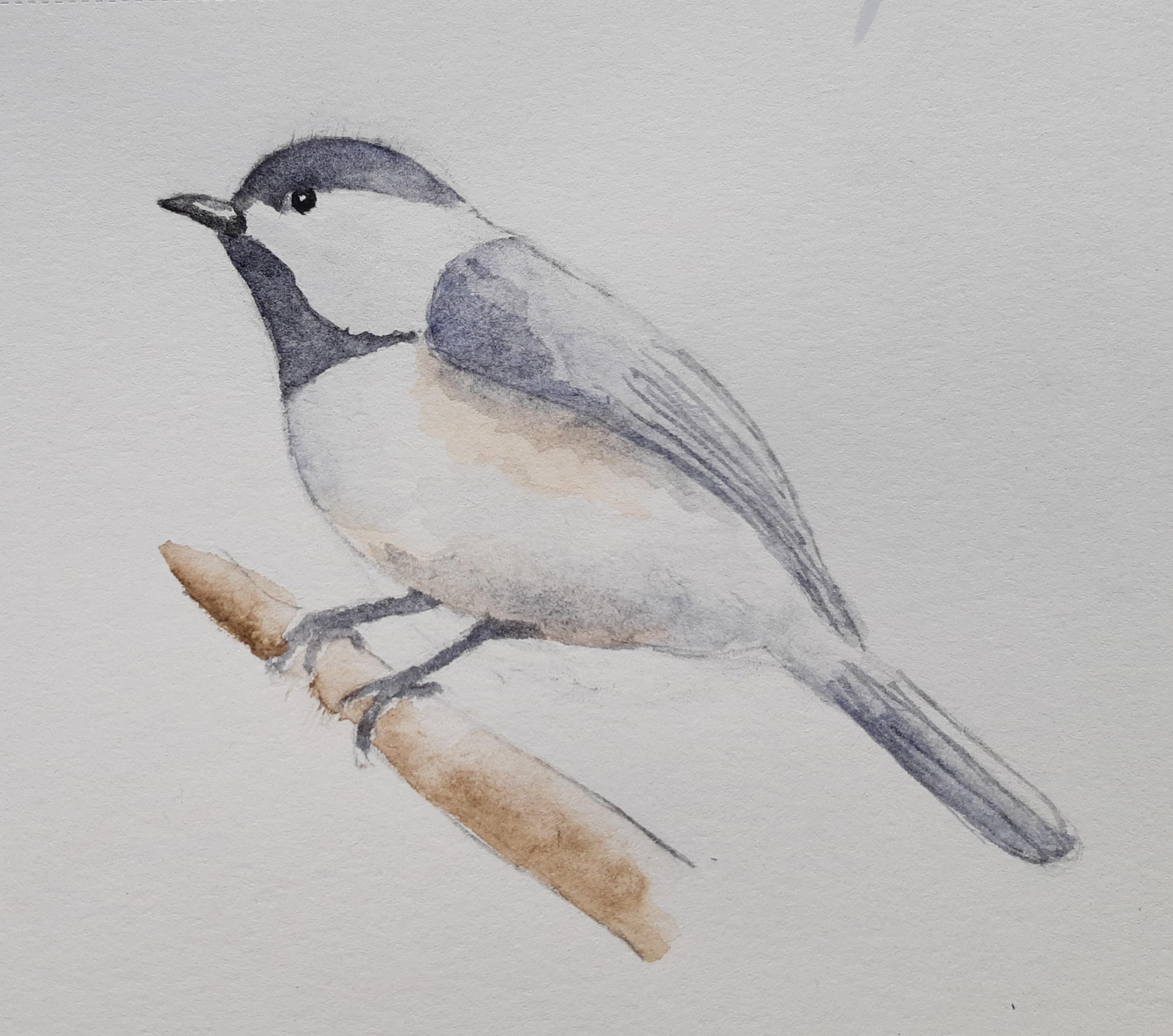 Simple Chickadee Drawing