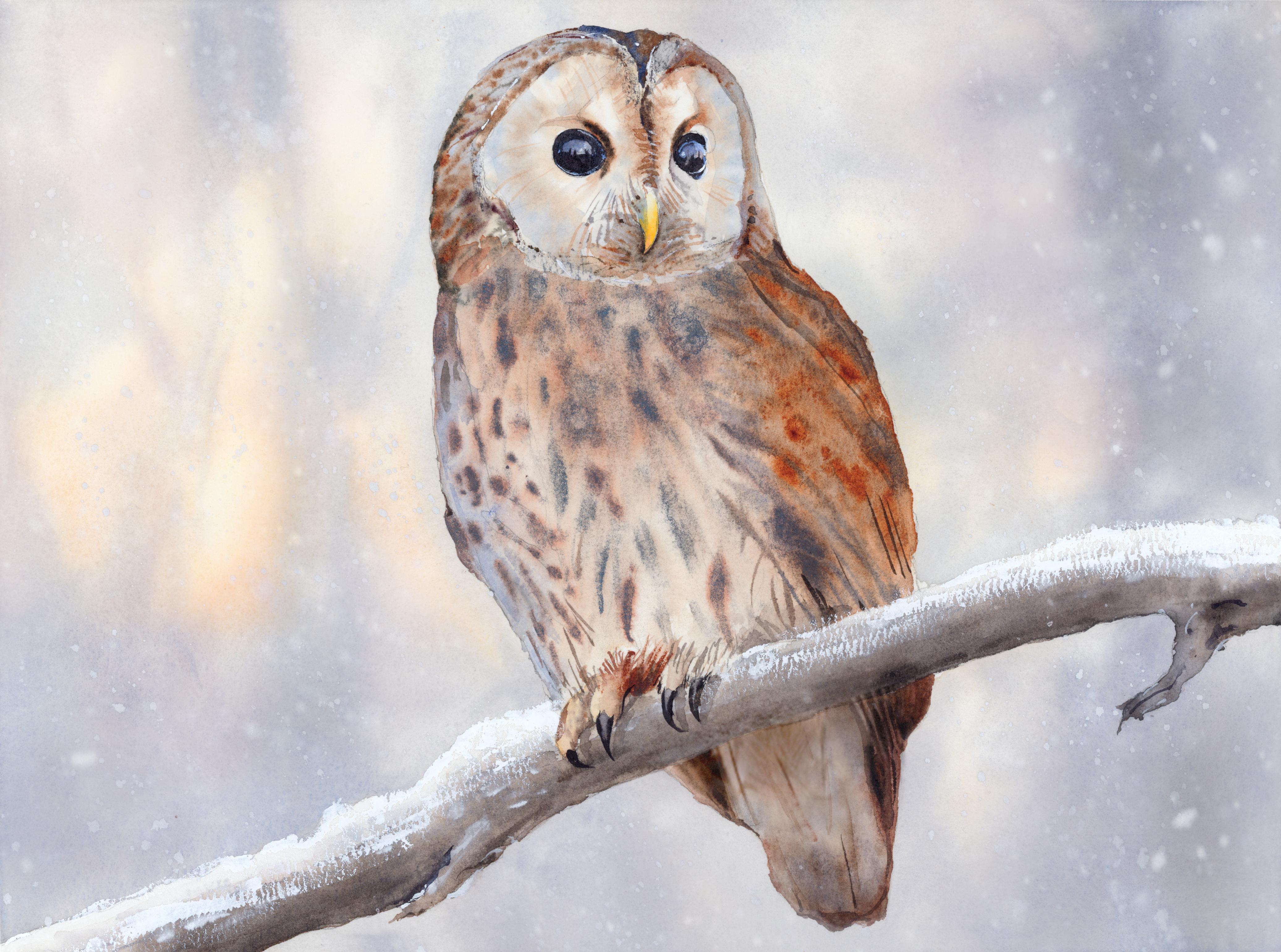 Winter Owl in Watercolour: Quiet Light, Soft Edges, Calm Atmosphere ...