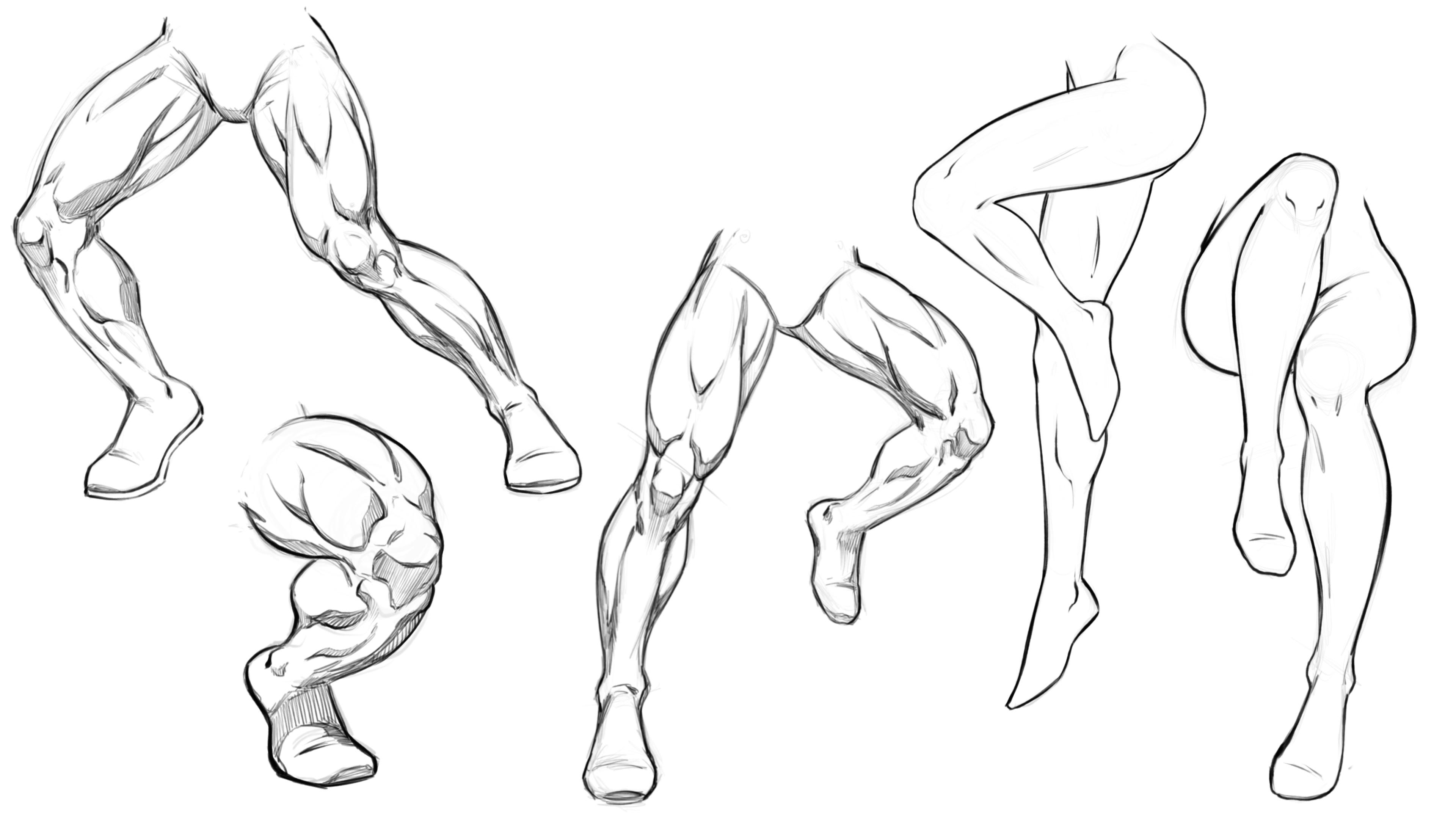 Dynamic Anatomy For Artists Muscles Of The Leg Robert Marzullo 