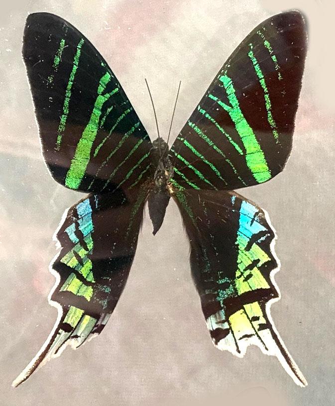 Painting Butterflies For Beginners - Watercolor Class | Sarah Van Evera ...