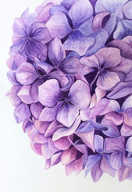 Purple Hydrangea Drawing