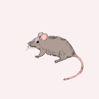 How To Draw A Mouse Standing Up