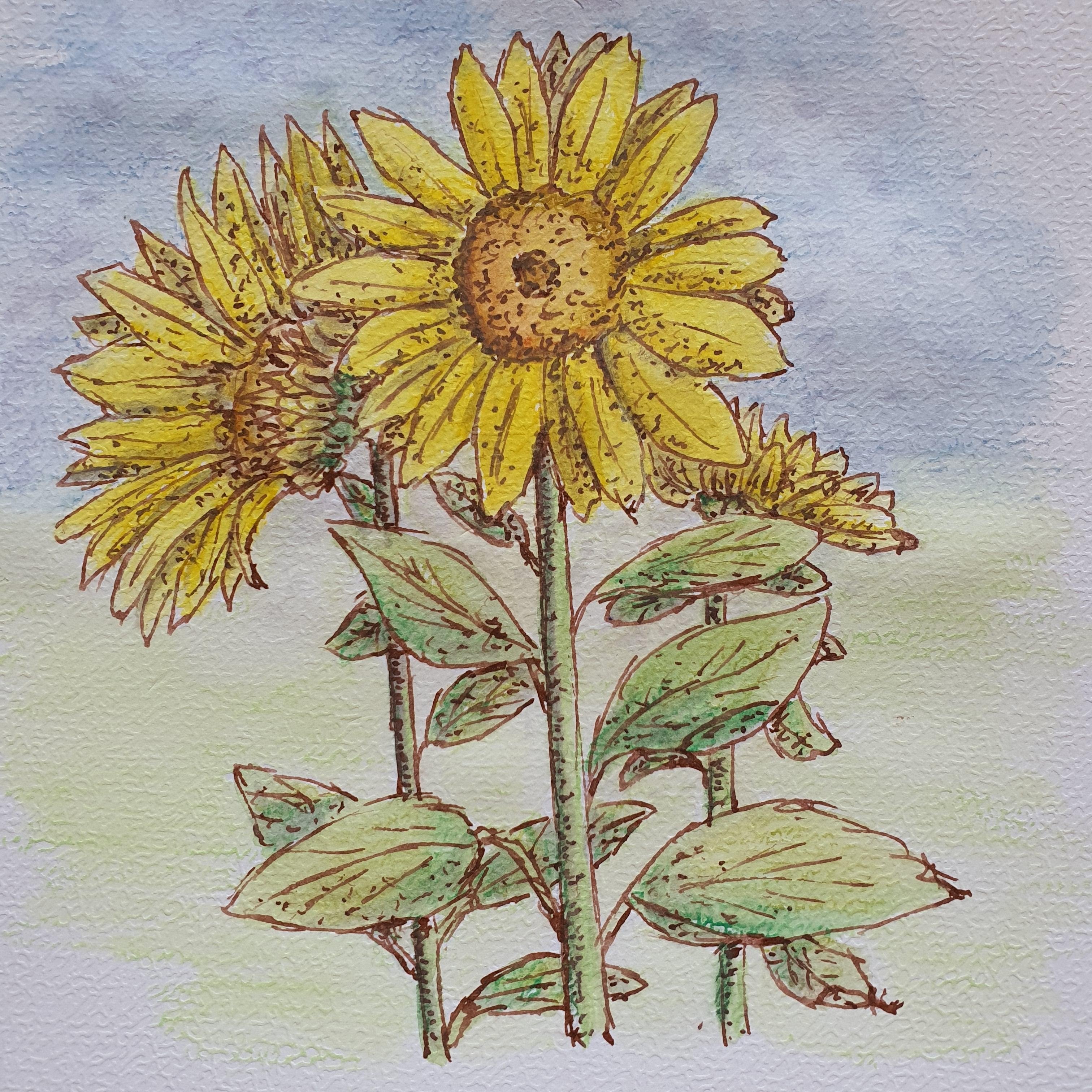 Sunflower Corner Drawings In Pencil