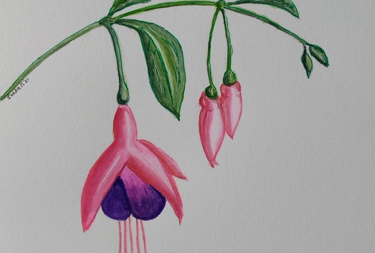 How To Draw A Fuchsia Flower | Best Flower Site