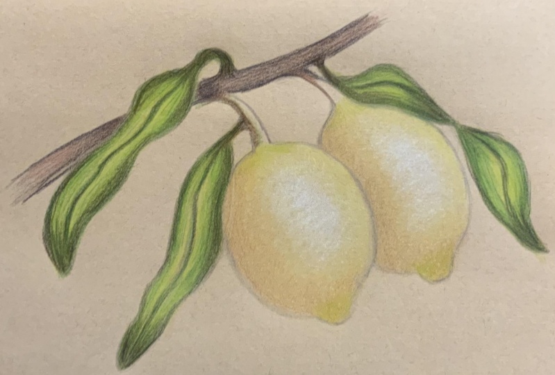 Colored Pencil Lemon: A Multi-Medium Study, Class #2 of 3 | Daniela ...