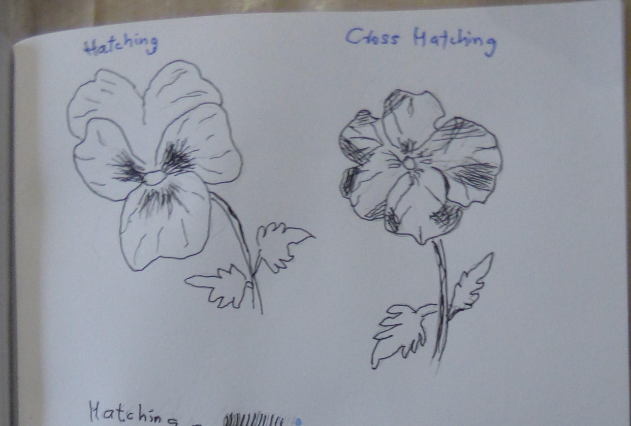 Pansy Flower Drawing