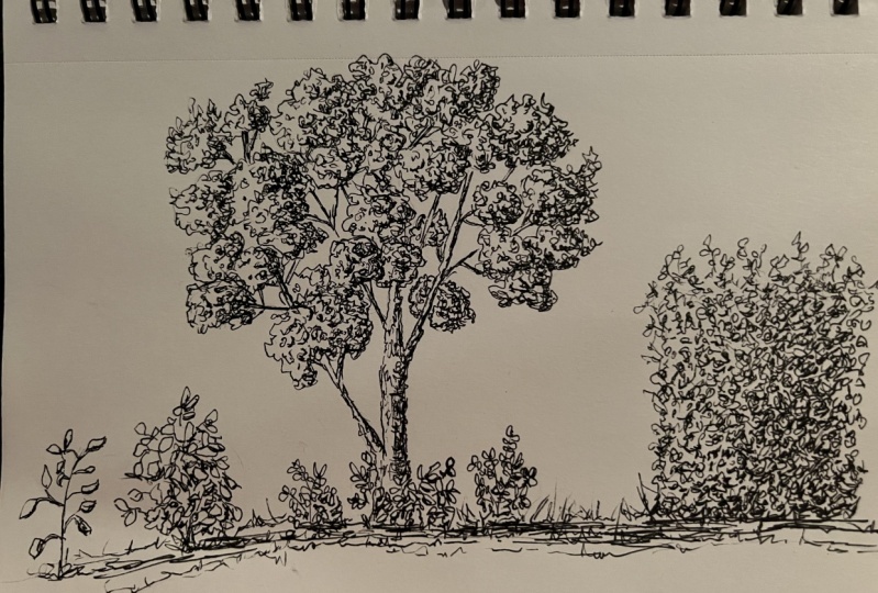 Let's Sketch Trees- Pine Trees | Birch Tree | Shrubs | Bushes - Floral ...