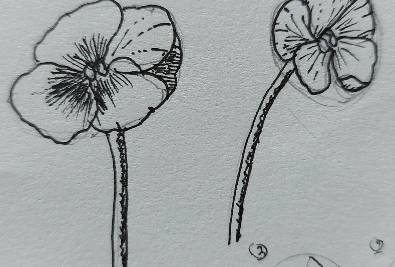 Learn to Draw Flowers | Step-by-Step Floral Drawings | Pansies ...