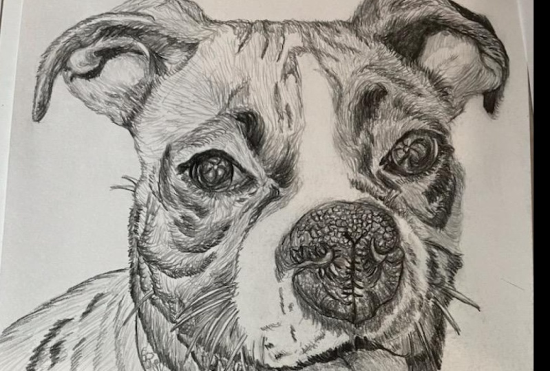 Drawing Like a Pro: Techniques on How to Capture Any Dog Portrait ...