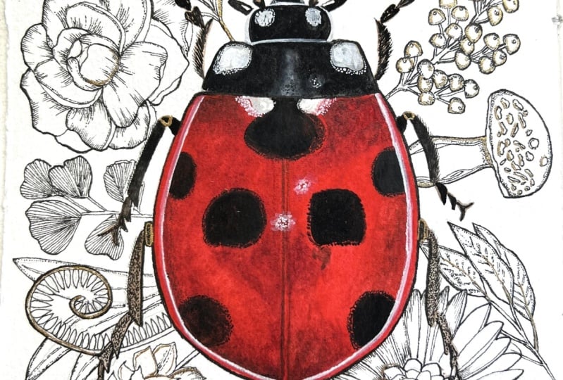 How To Draw A Ladybug Flying