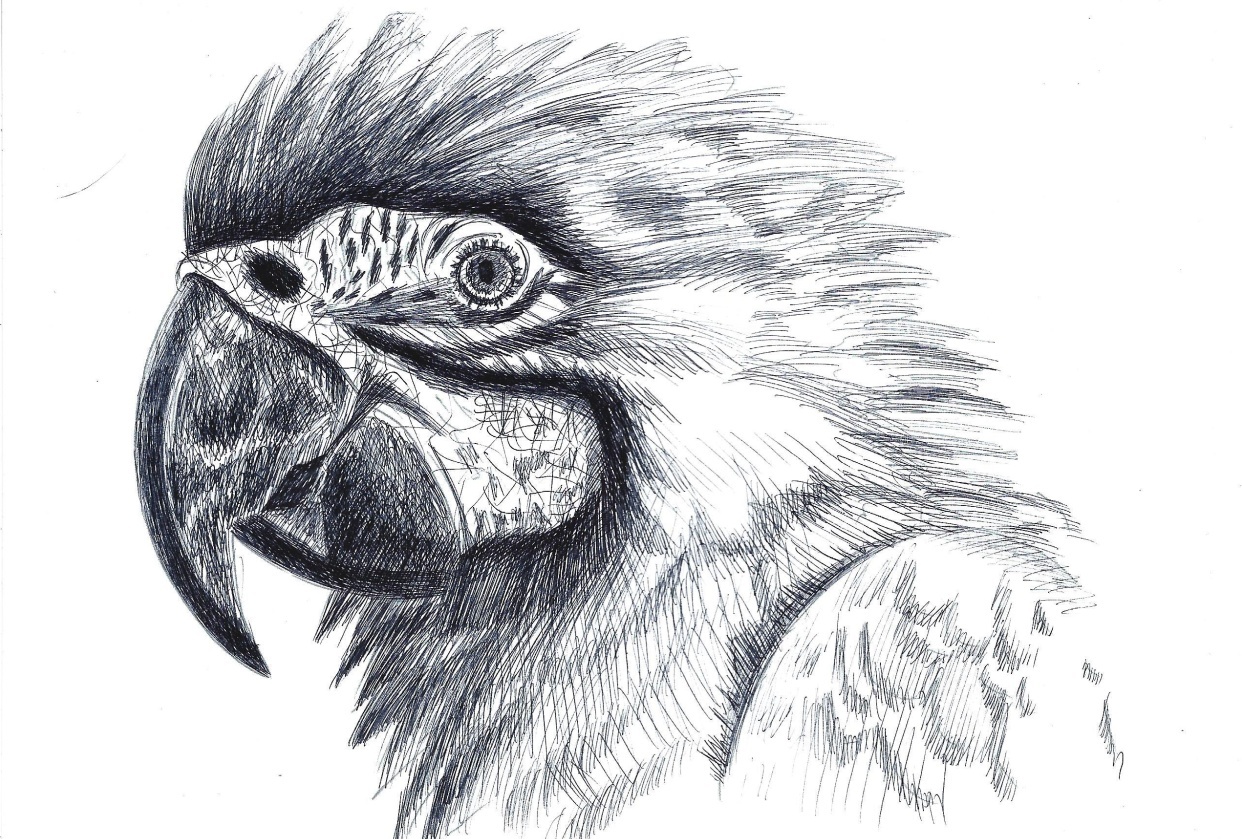 Pencil Drawings Of Parrots