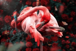 Fine Art Funky Flamingo in Adobe Photoshop Masterclass | Zenja Gammer ...