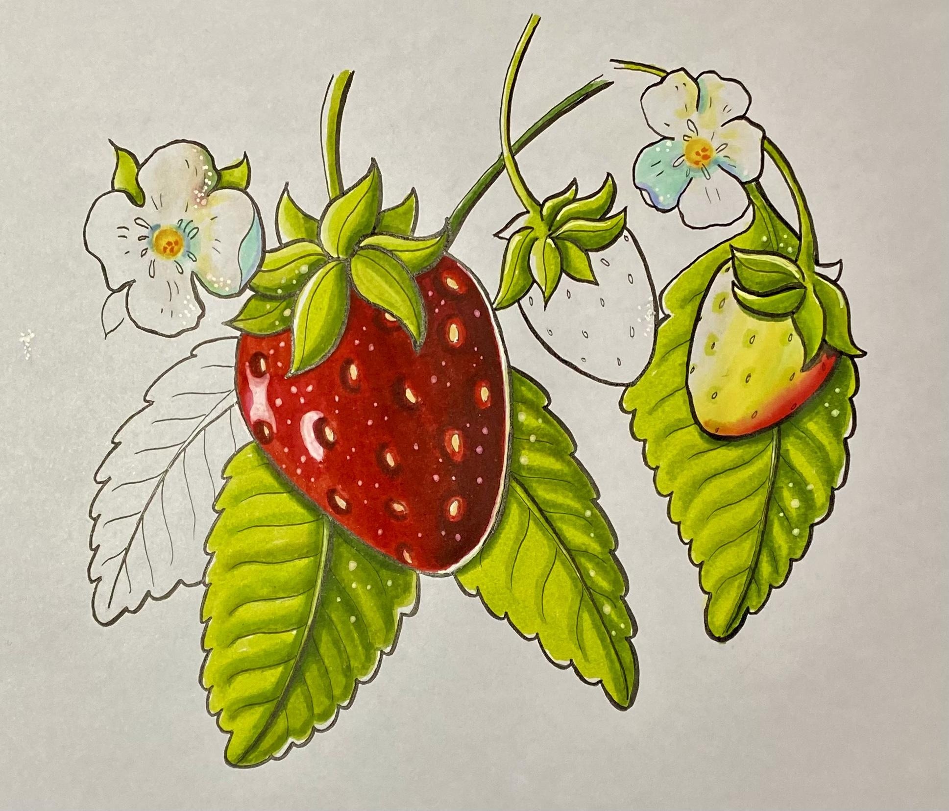 Simple Pencil Drawings Of Fruit