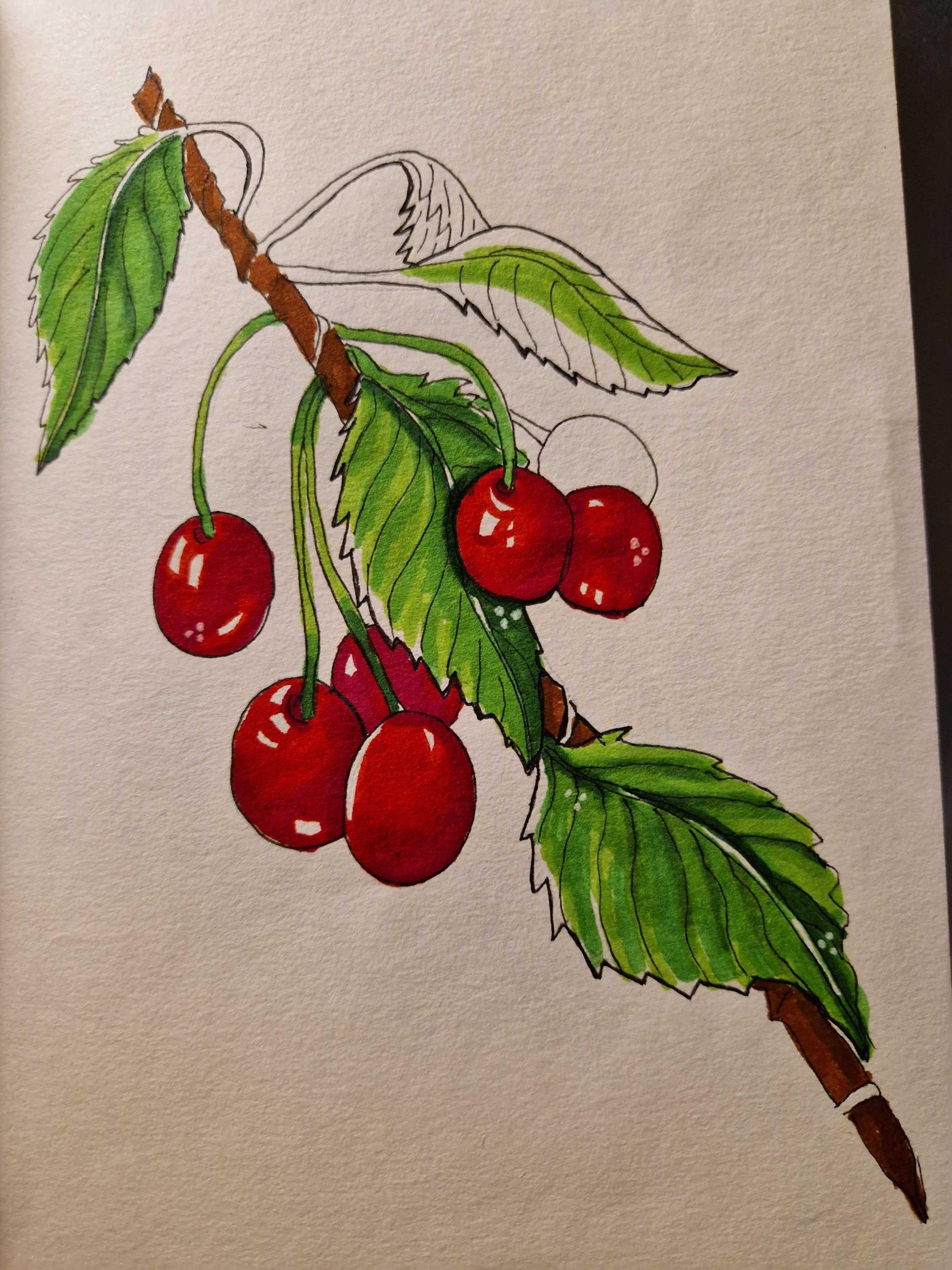 Cherry Fruit Drawing