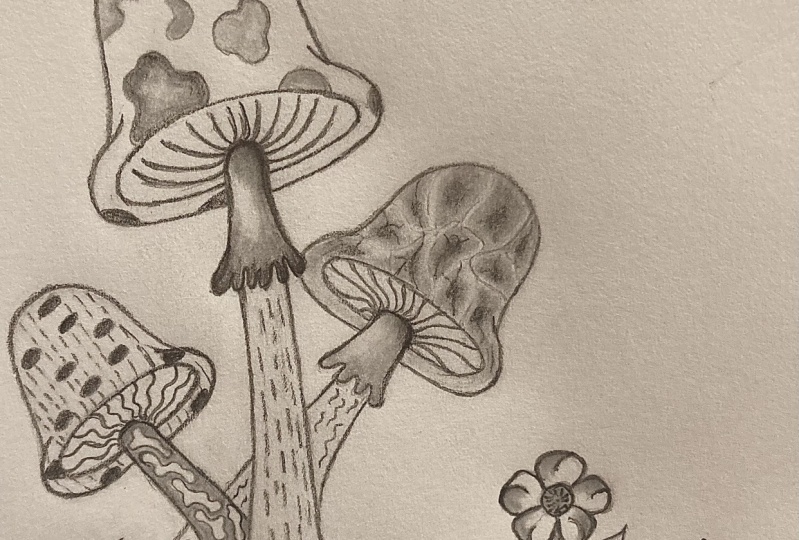 Pencil Drawing: How to Draw a Mushroom Step by Step Guide | Amelie ...