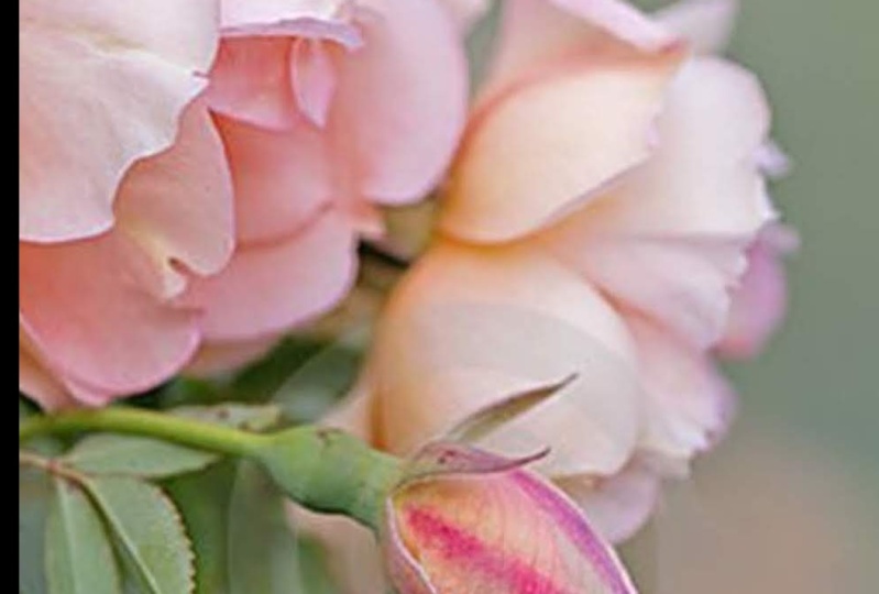 Aprende de Color y Acuarela con FLORES! | Sara Viloria | Skillshare