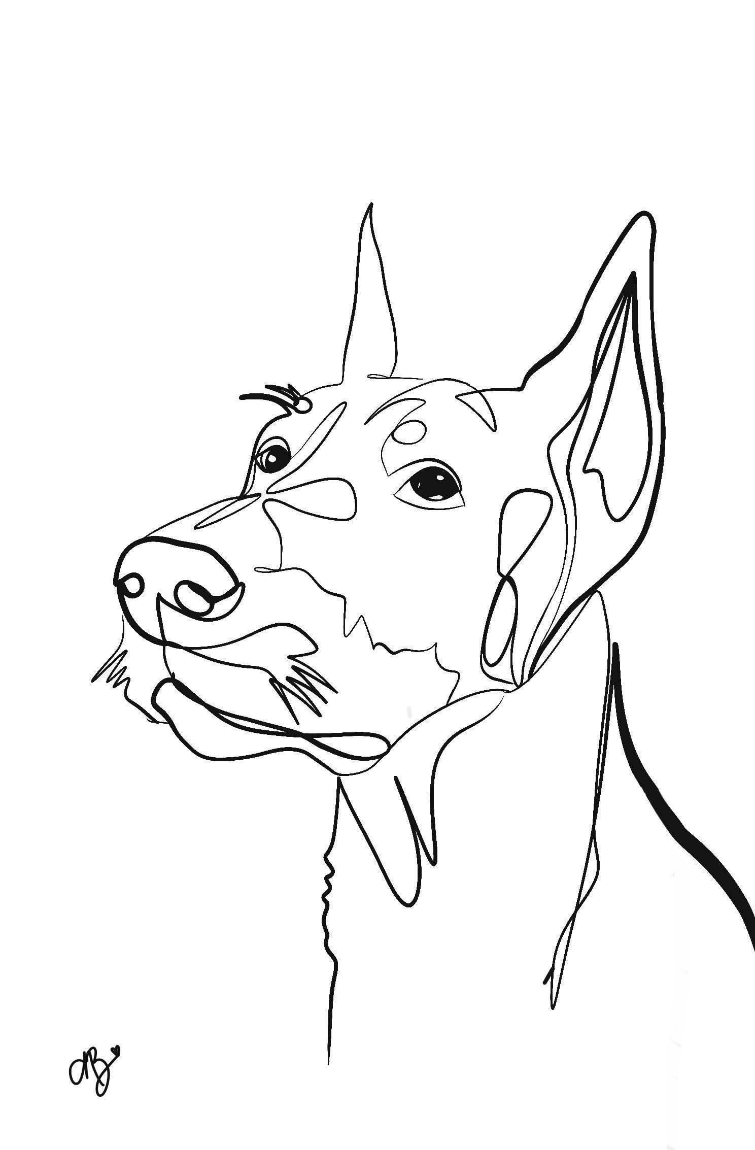 Doberman Line Drawing