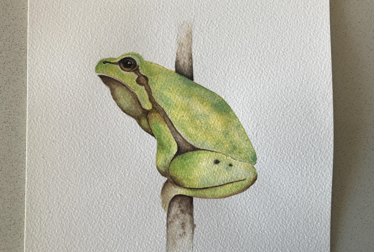 Green Tree Frog Drawing