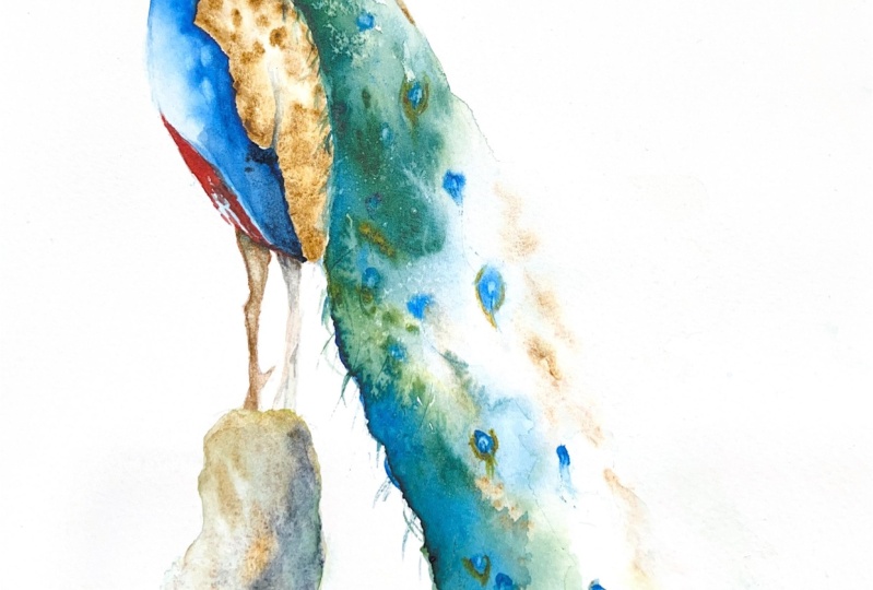 Peacock: A Free-Flow Watercolour Masterclass with Jane Davies | Jane ...