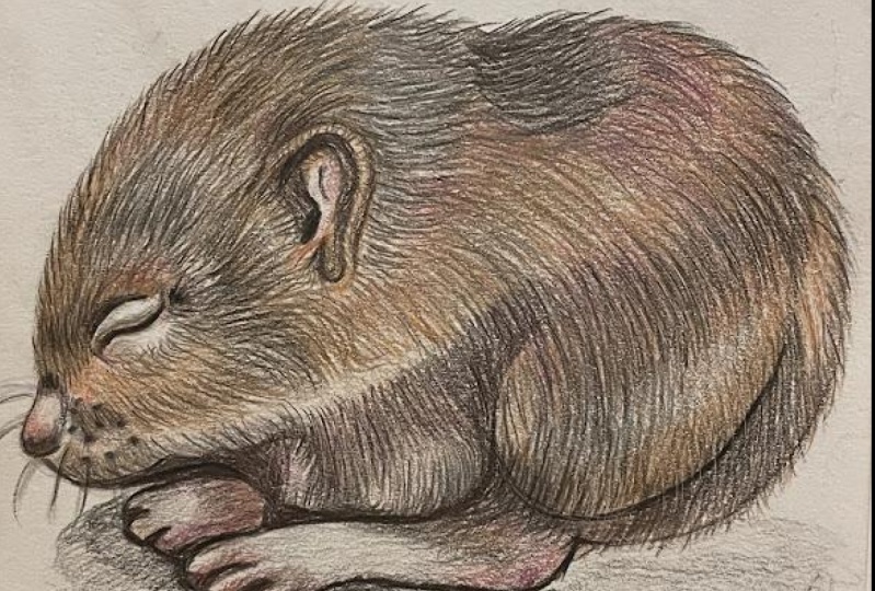 Drawing Animals: How to Draw Realistic Fur with Colored Pencils | Gemma ...