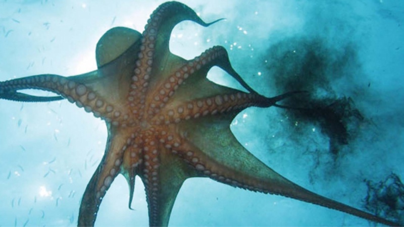 Octopus Ink | Skillshare Projects