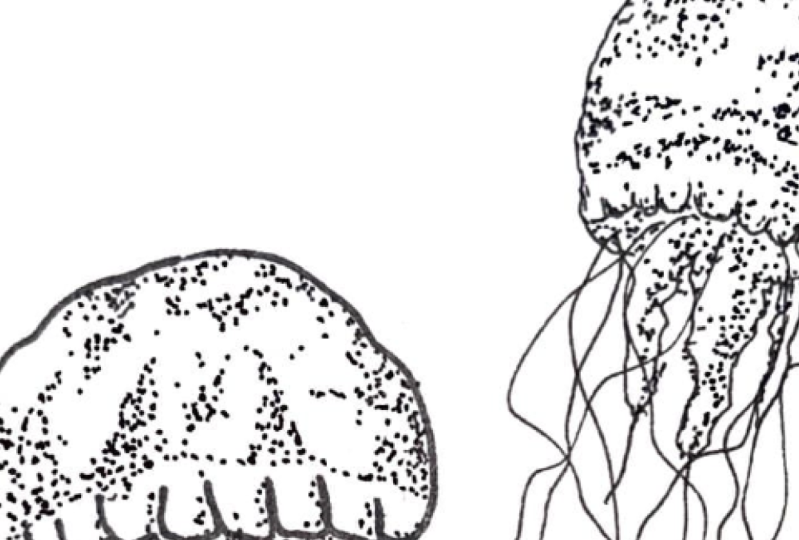 Toma la tinta conmigo: Medusa | Elizabeth Weglein | Skillshare