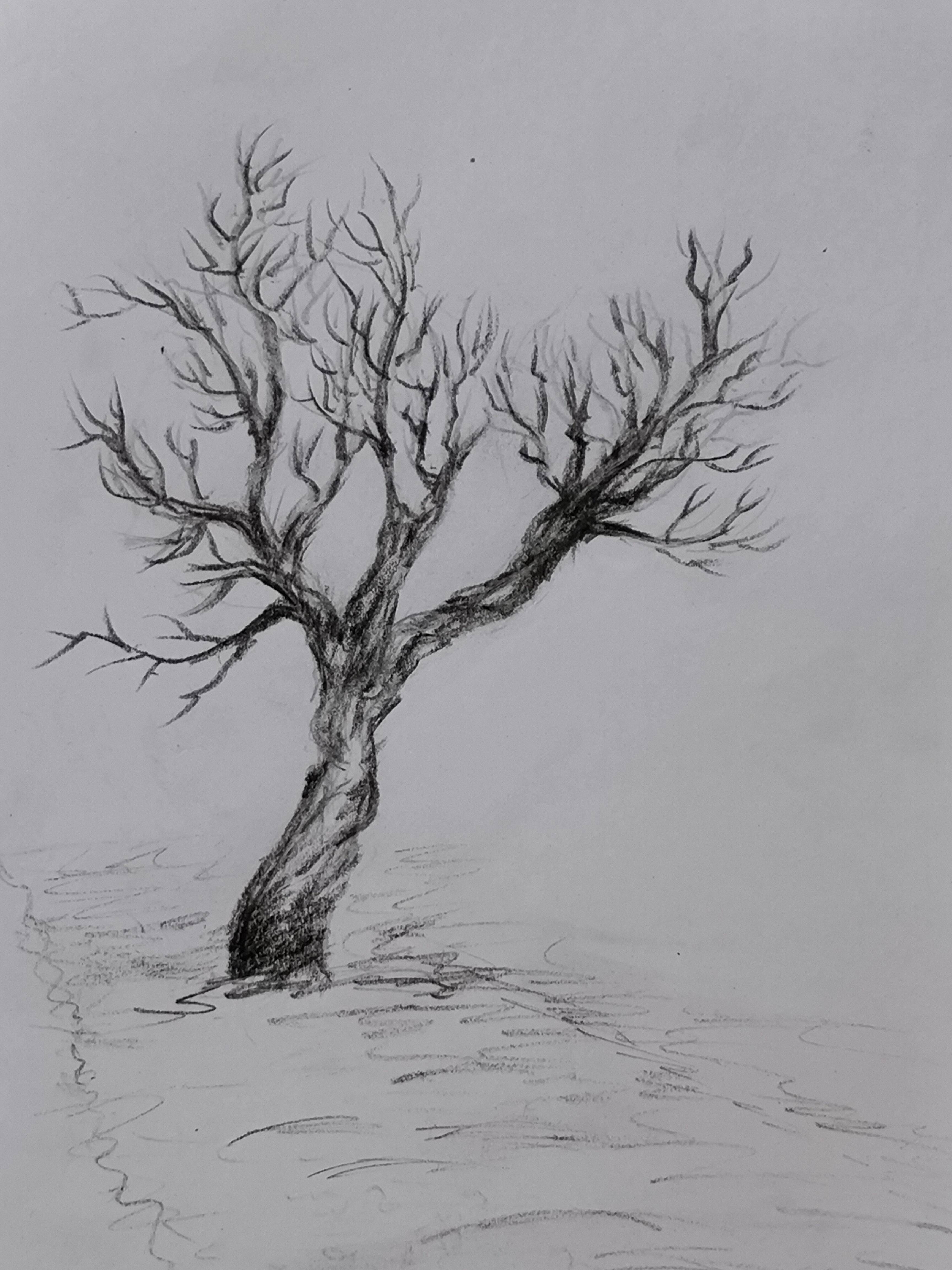 Cool Dead Tree Drawings