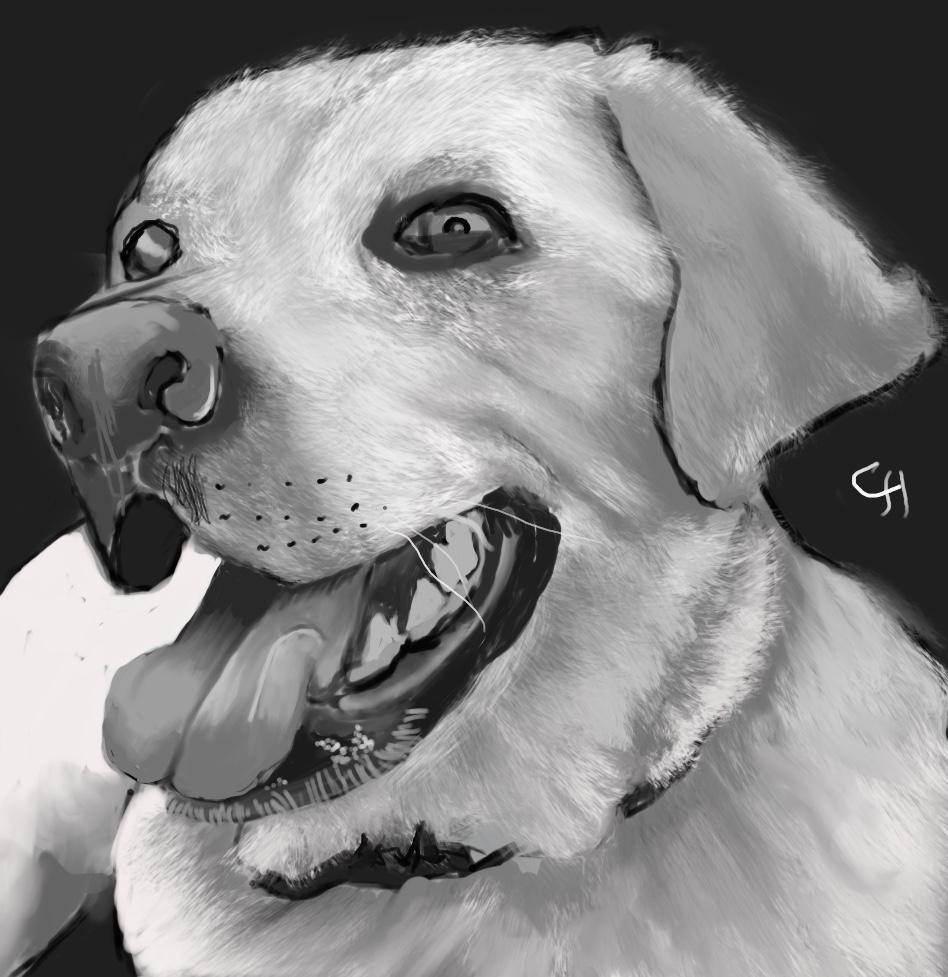 Realistic Lab Dog Drawing