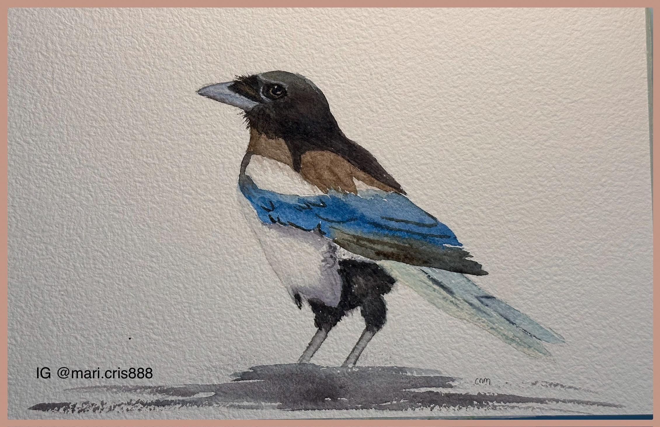 Eurasian Magpie Drawing
