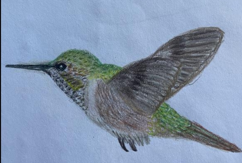 Hummingbird Drawing Tutorial | Colored Pencil | Lauren Kline | Skillshare