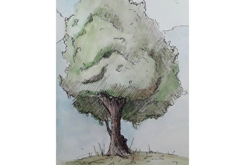 Cómo dibujar árboles realistas con bolígrafos de tinta: observación ...