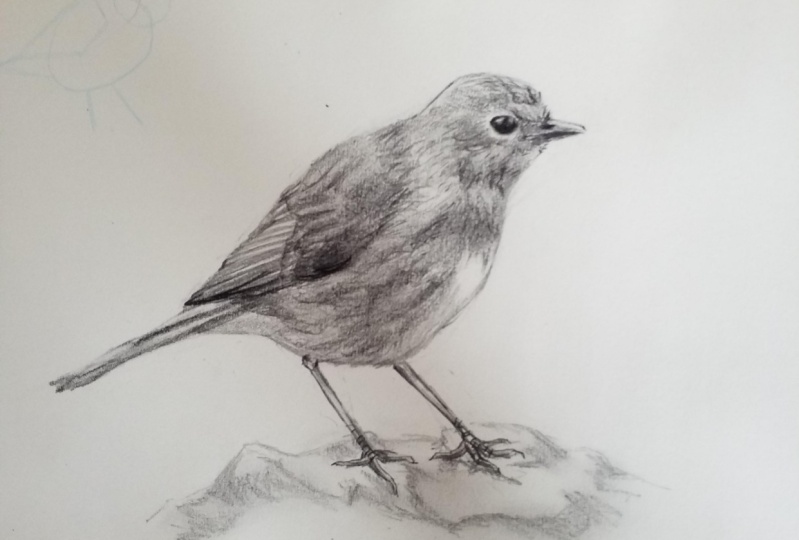 How To Draw A Robin: Draw Along Tutorial | Emily Armstrong | Skillshare