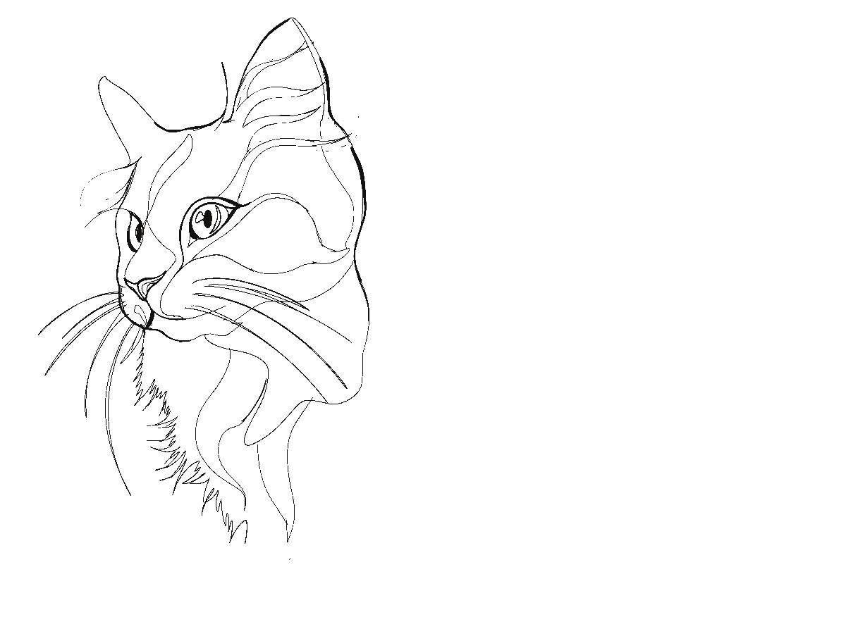 Cat Outline Drawing