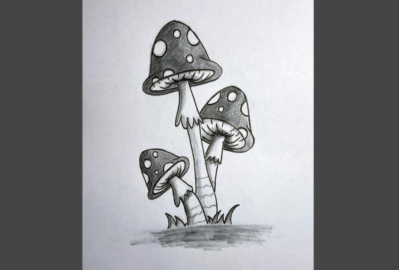 Pencil Drawing: How to Draw a Mushroom Step by Step Guide | Amelie ...