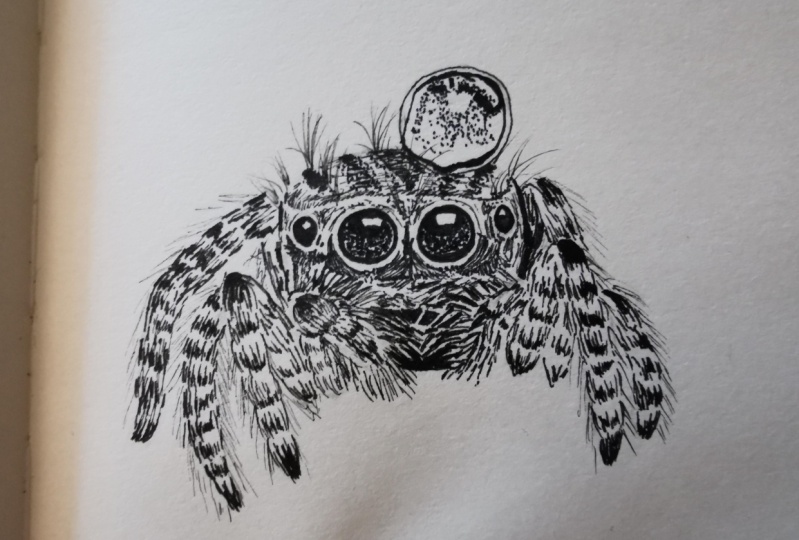 Drawing Animals in Pen and Ink: How to Achieve Realistic Textures in ...