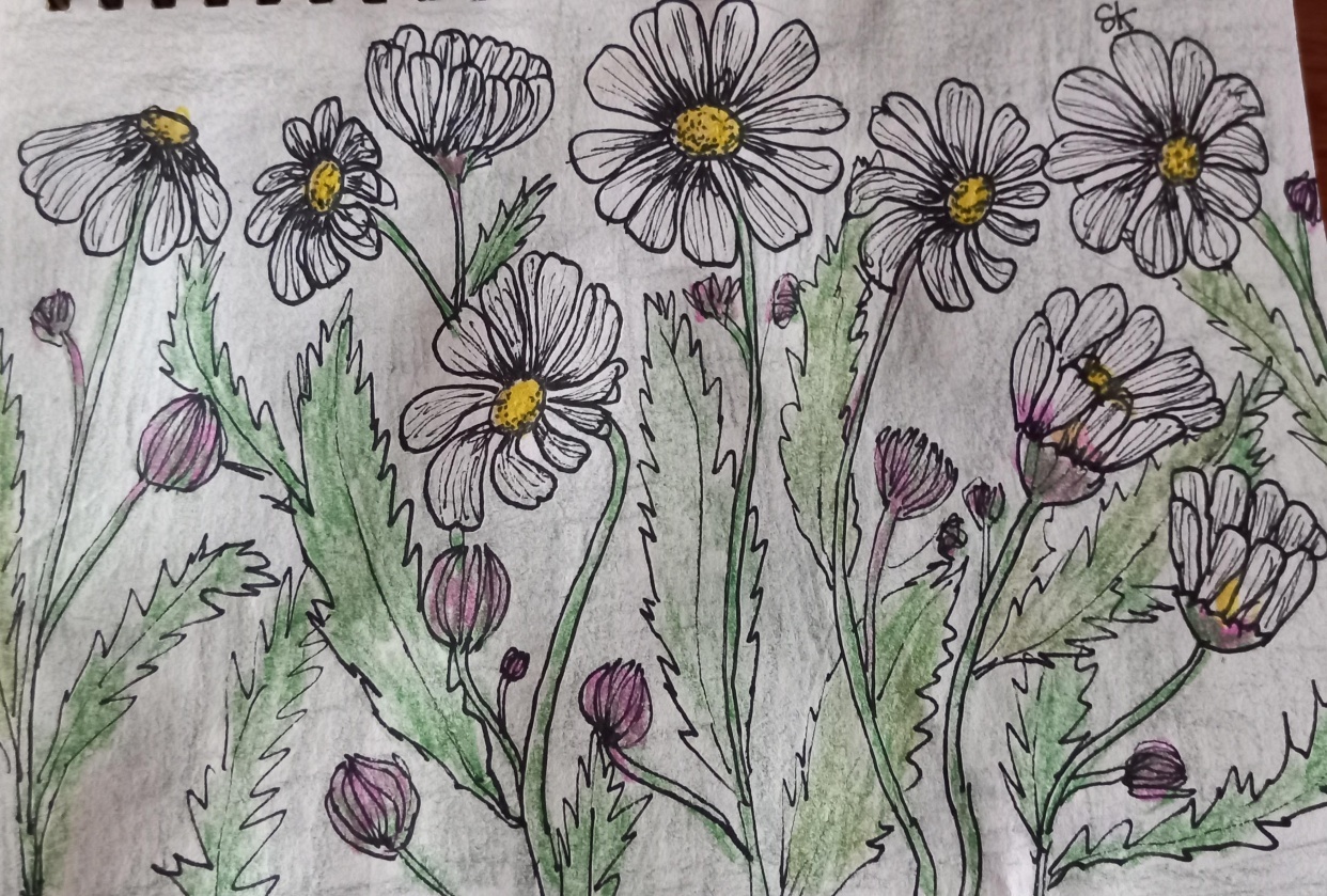 Daisies Drawing