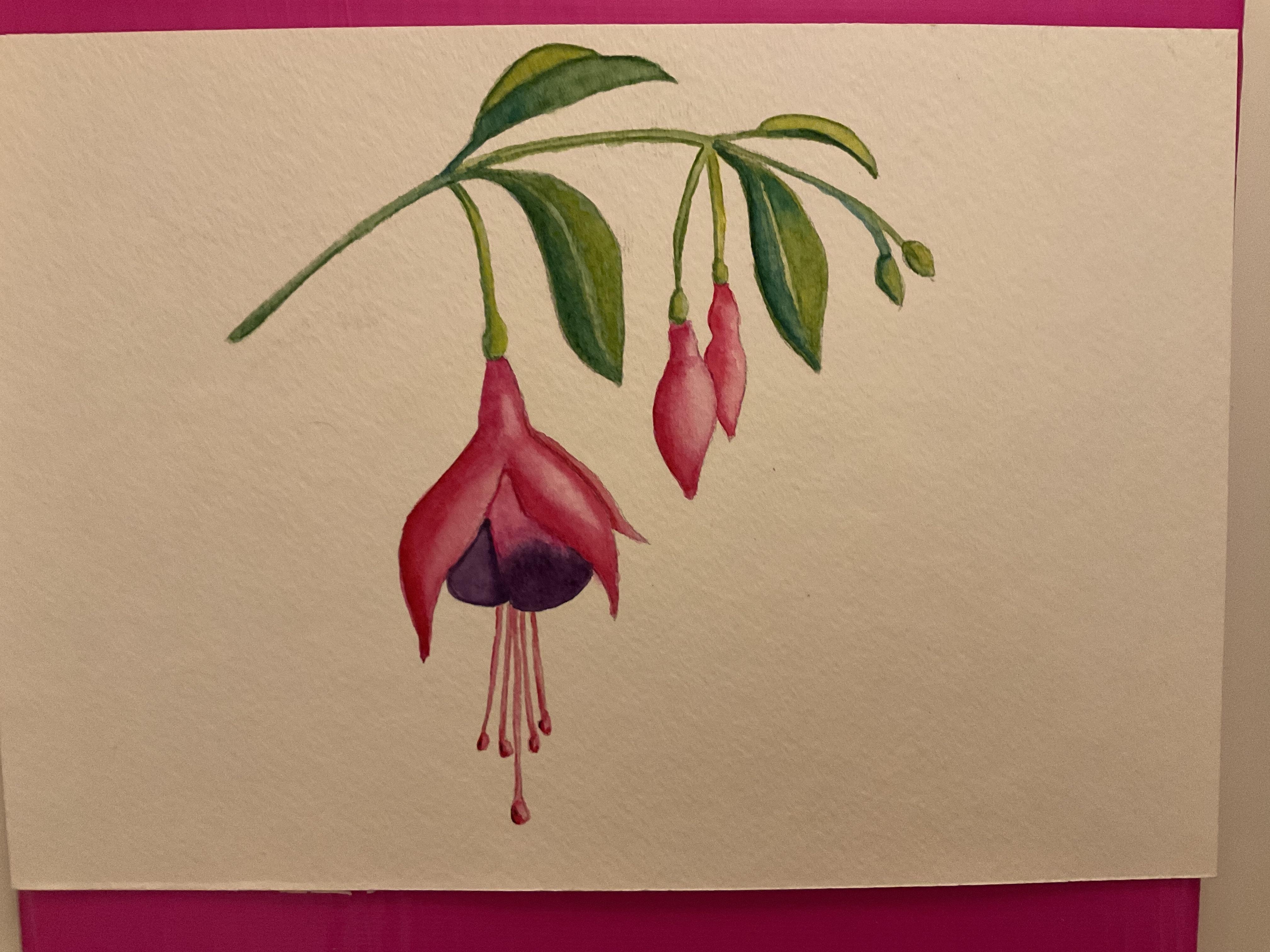 How To Draw A Fuchsia Flower | Best Flower Site