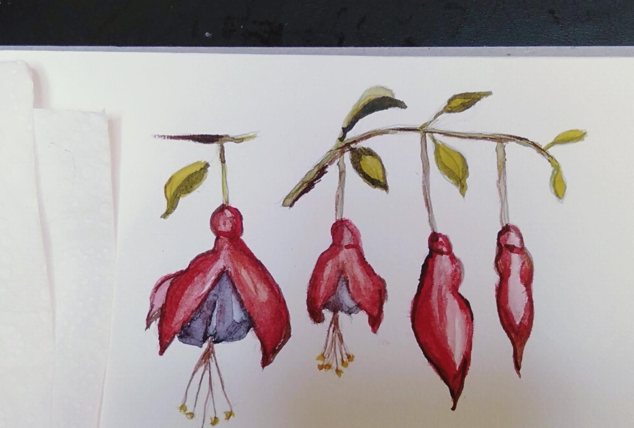 How To Draw A Fuchsia Flower | Best Flower Site