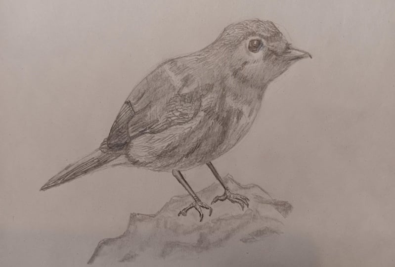 How To Draw A Robin: Draw Along Tutorial | Emily Armstrong | Skillshare