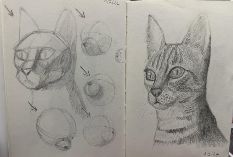 Cat Portrait: Pencil Drawing With A Focus On 3D Form | Intermediate ...