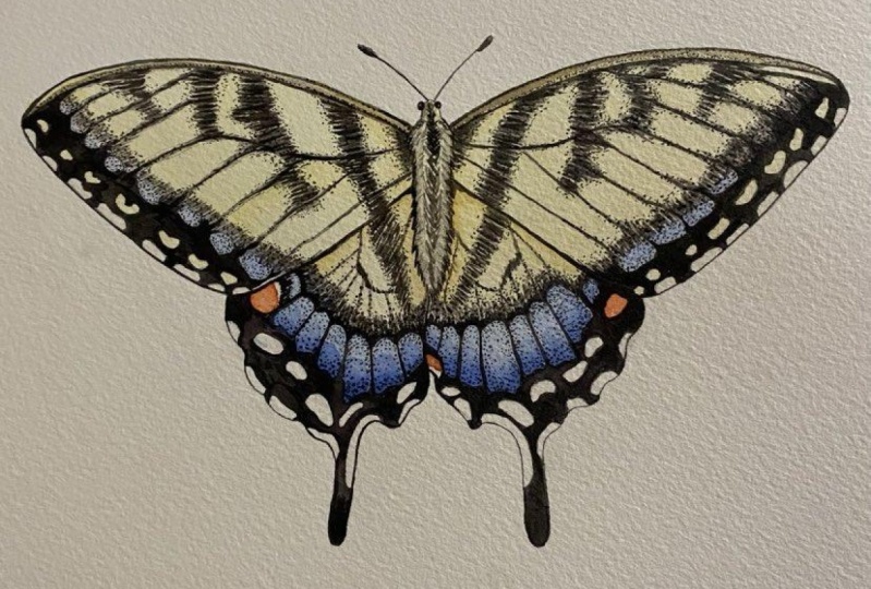 Insect Painting: Realistic Butterfly with Watercolor | Natura ...