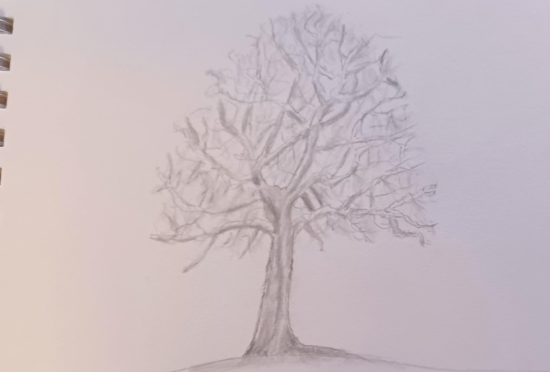 Drawing Deciduous Trees: Pencil Drawing Practice | Kristina Moyor ...