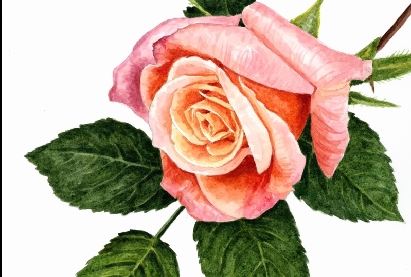 The 4-Step Method to Realistic Watercolor Painting: Paint a Rose with ...