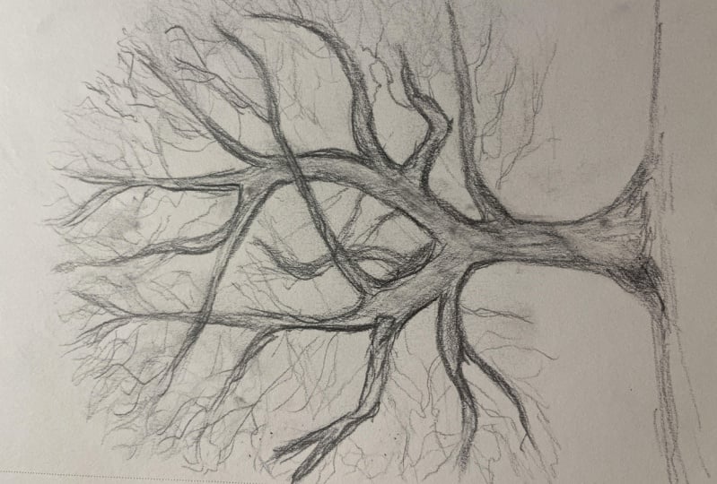 Drawing Deciduous Trees: Pencil Drawing Practice | Kristina Moyor ...