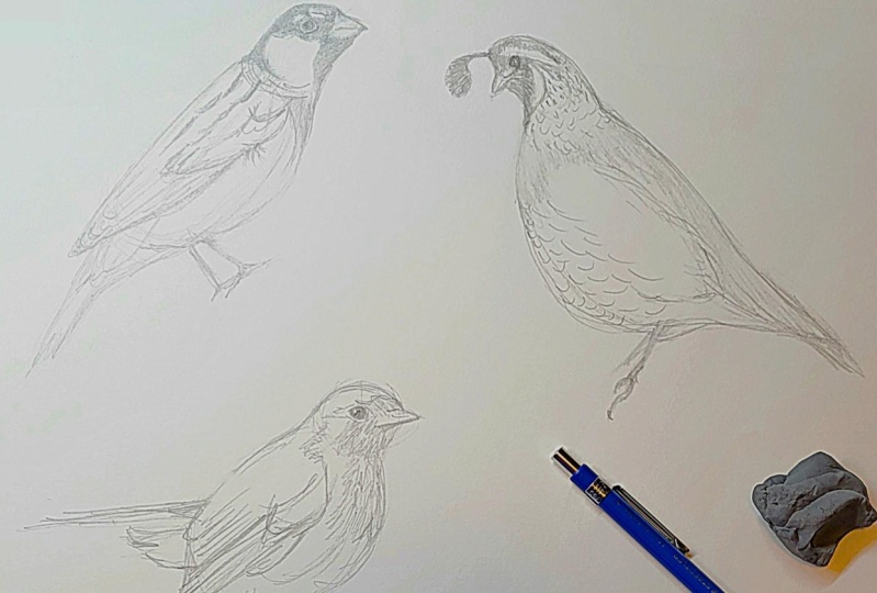 how to draw birds with pencil