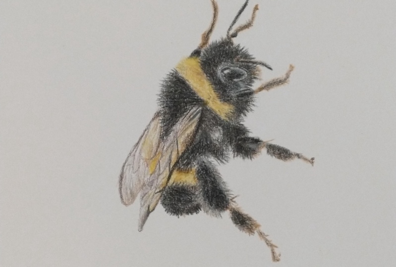 Learn to draw a bumble bee in colored pencils | Great beginner's class ...