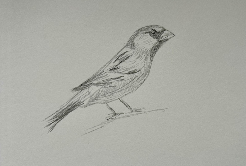 Dibujo de aves: practica dibujos a lápiz rápidos y sueltos | Emily ...